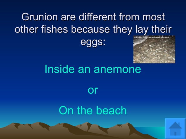 Ocean Jeopardy | PPT