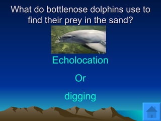 Ocean Jeopardy | PPT