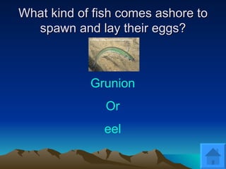 Ocean Jeopardy | PPT