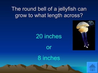 Ocean Jeopardy | PPT