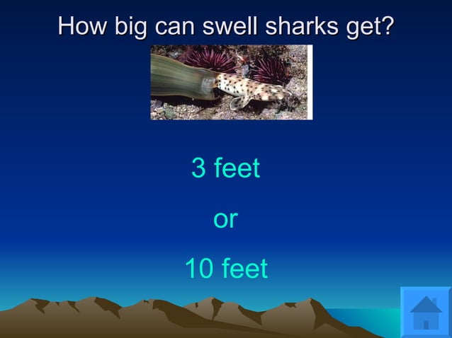Ocean Jeopardy | PPT