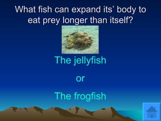 Ocean Jeopardy | PPT