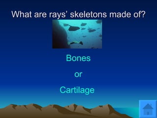 Ocean Jeopardy | PPT