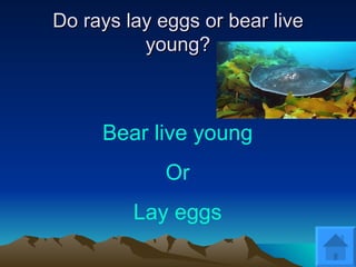 Ocean Jeopardy | PPT