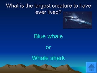 Ocean Jeopardy | PPT