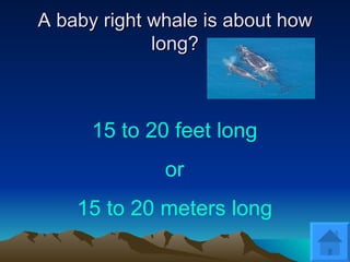 Ocean Jeopardy | PPT