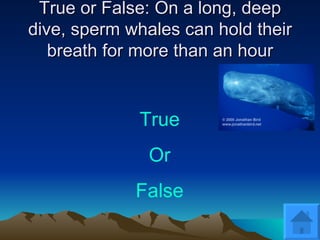 Ocean Jeopardy | PPT