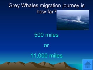 Ocean Jeopardy | PPT