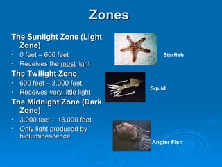 Ocean Life | PPT