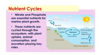 Aquatic Ecology and Resources: Oceanography.pptx