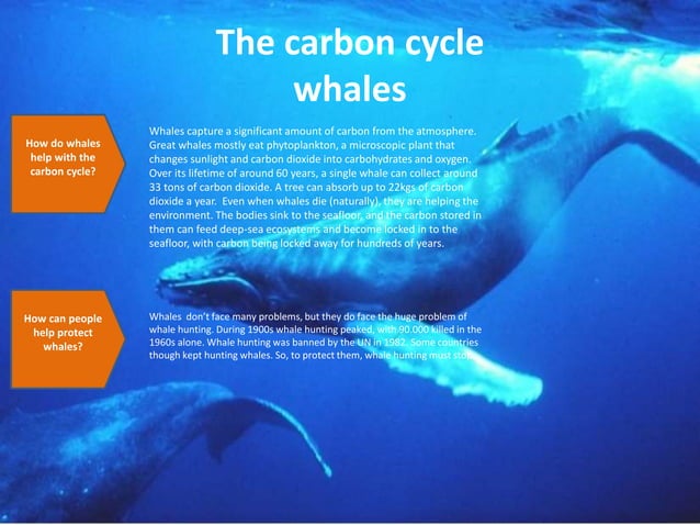 Ocean pollution enviromental project | PPT