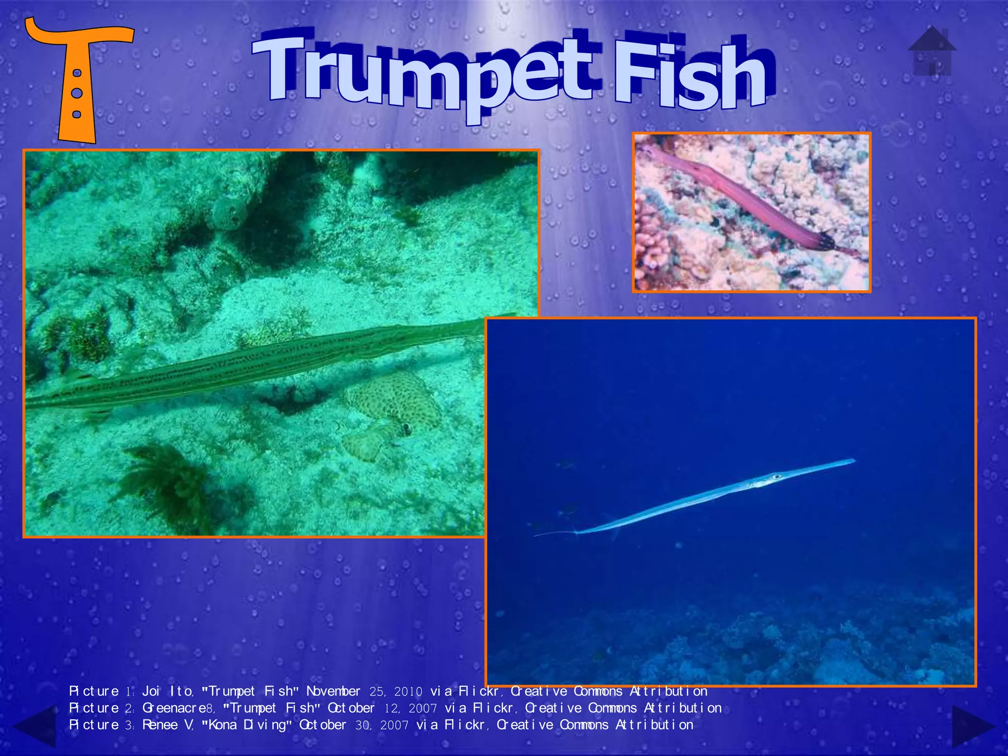 Ocean powerpoint presentation | PPTX