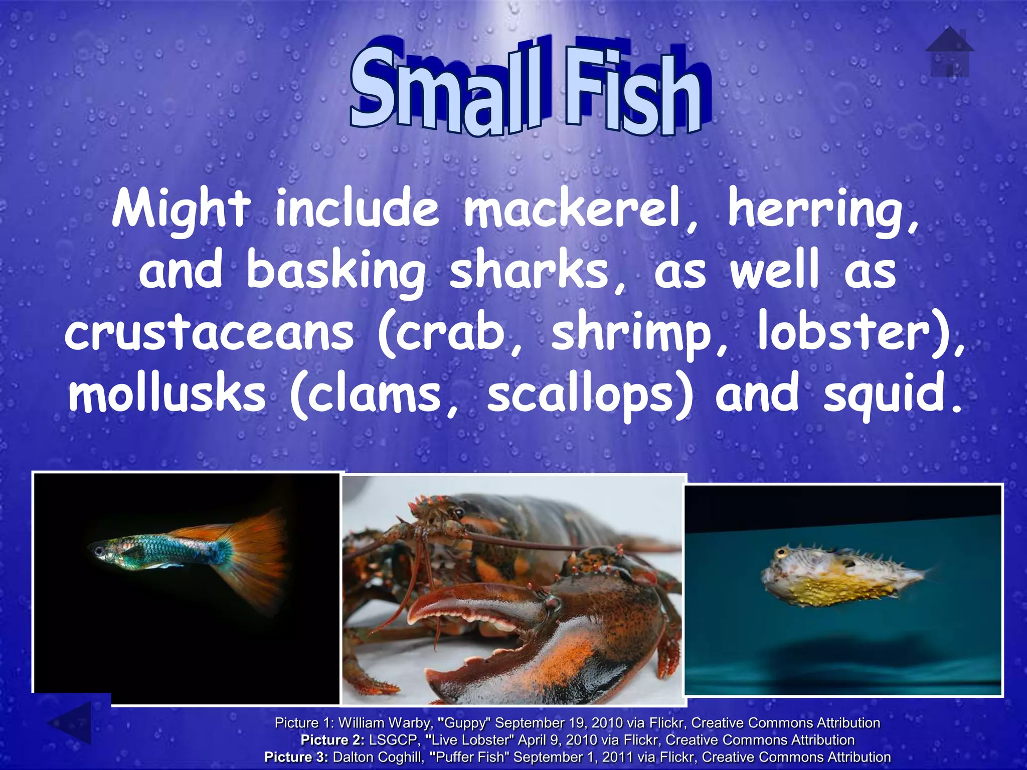 Ocean powerpoint presentation | PPTX