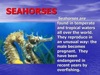 Oceans are at risk | PDF