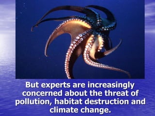 Oceans are at risk | PDF