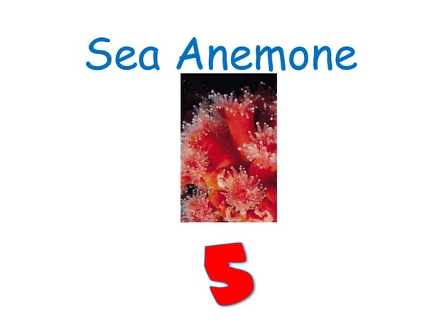 Ocean syllable reveal | PPT