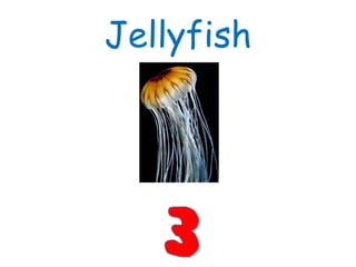 Ocean syllable reveal | PPTX | Zoos & Aquariums | Attractions