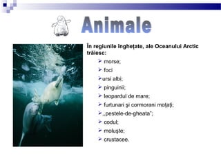 Oceanul artic (1) | PPT