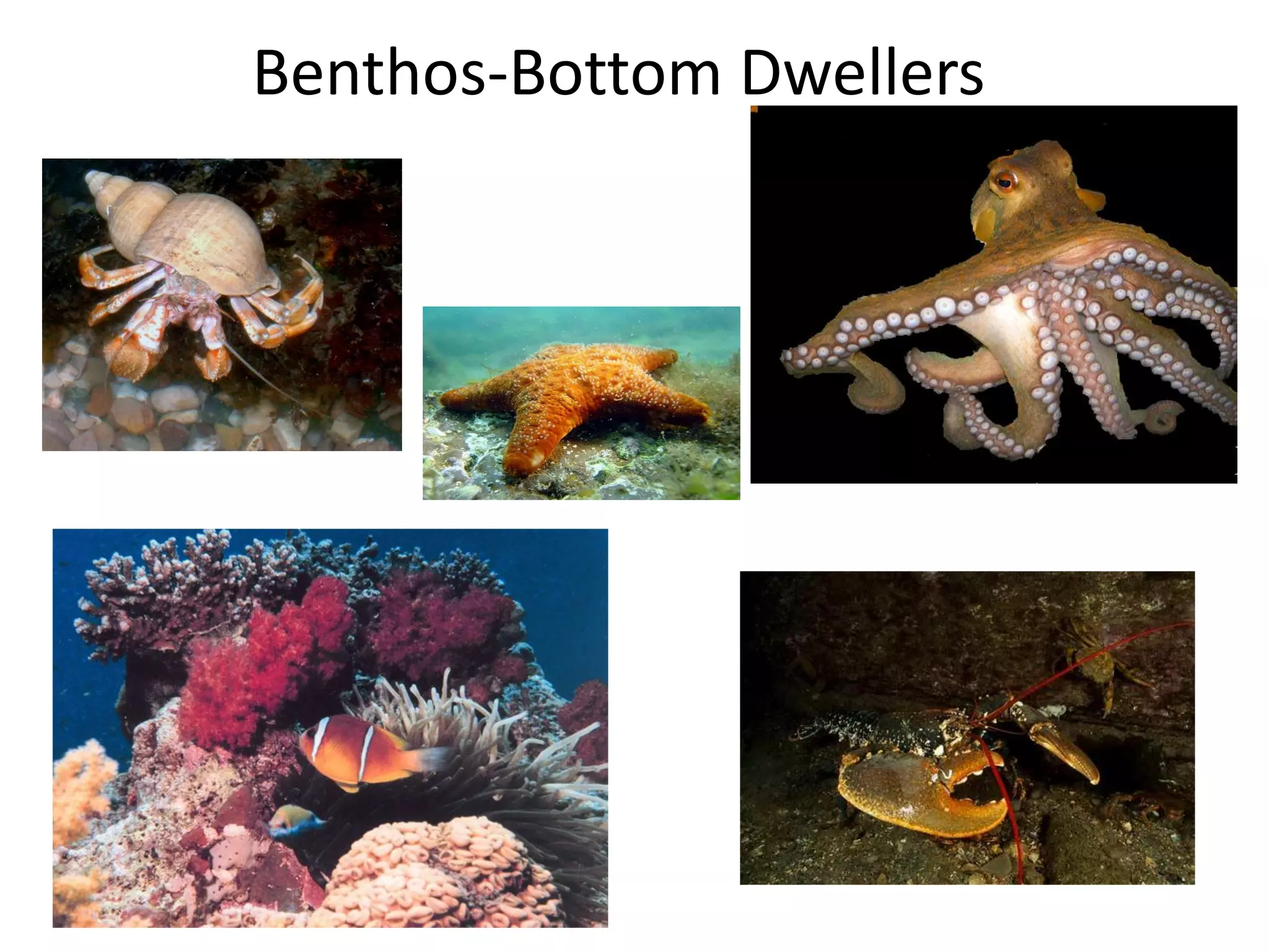 Ocean Zones and Life | PDF