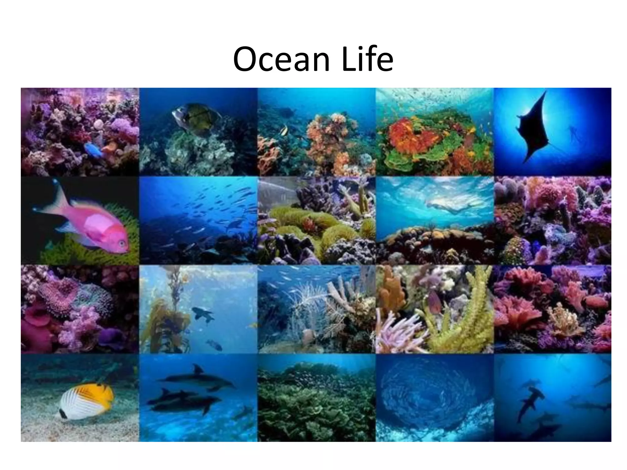 Ocean Zones and Life | PPT