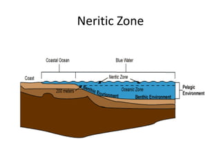 Ocean Zones and Life | PDF