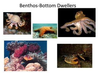 Ocean Zones and Life | PDF