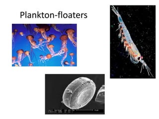 Ocean Zones and Life | PDF