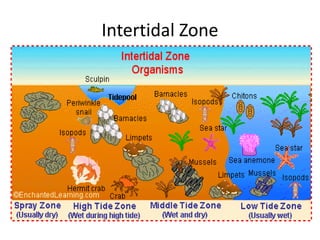 Intertidal Zone Animals List