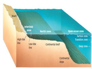 Neritic And Oceanic Zones