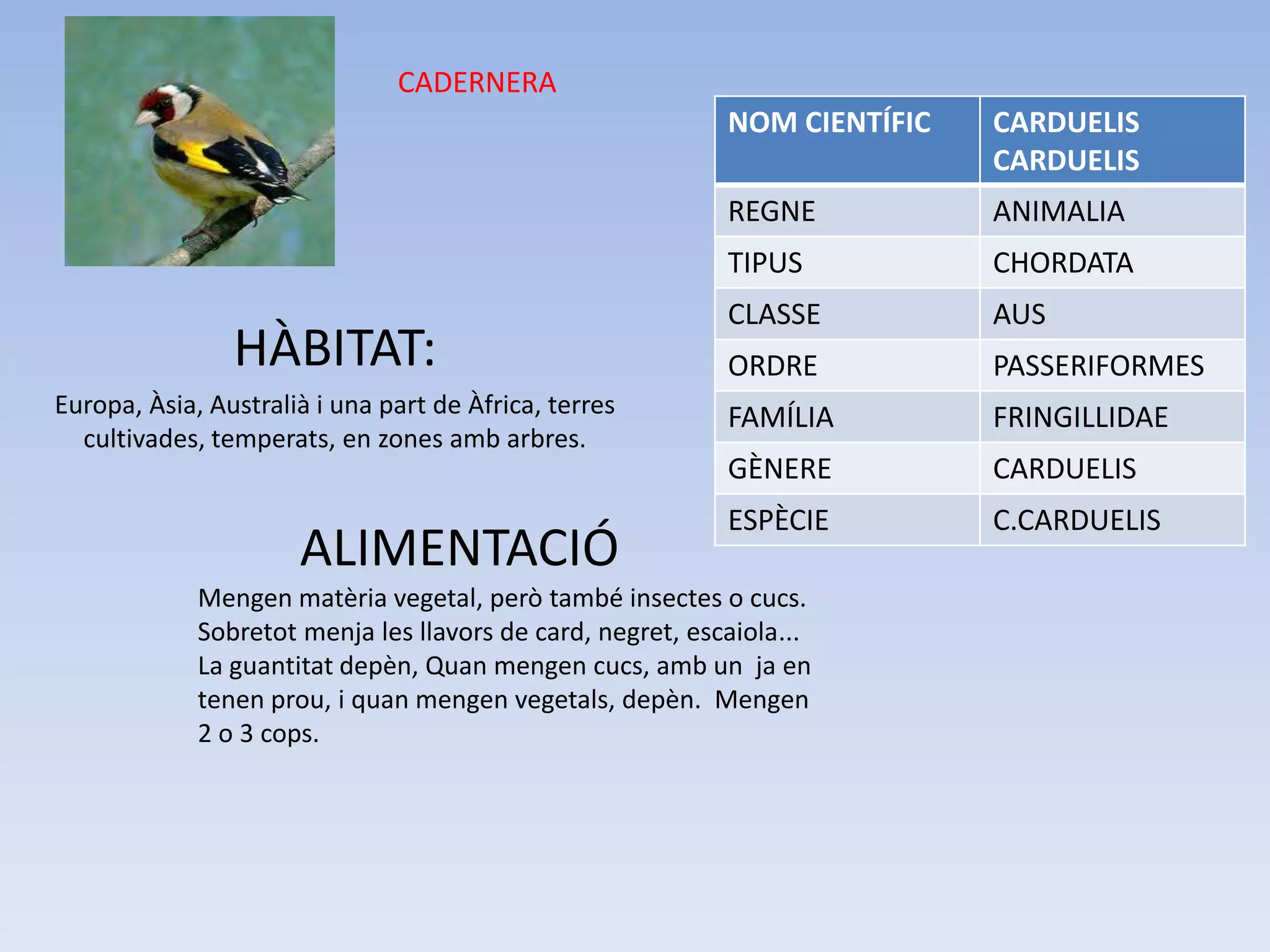 Ocell cadernera | PPT