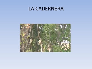 Ocell cadernera | PPT