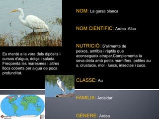 Ocell garsa blanca | PPT