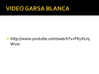 Ocell garsa blanca | PPT