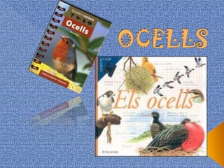 Ocells | PPTX