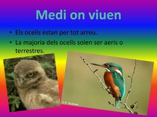 Ocells | PPT