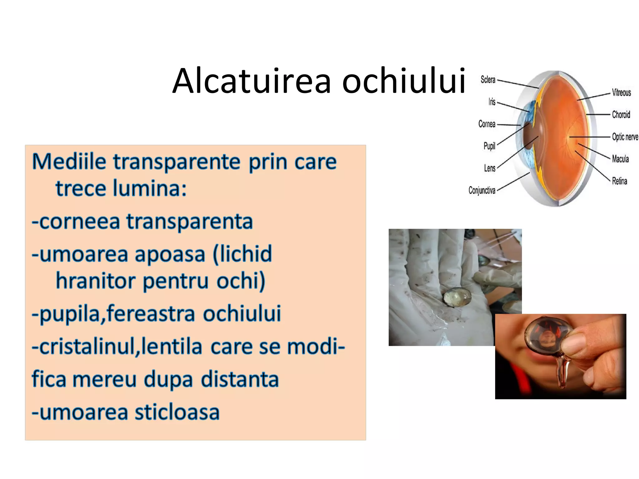 Ochiul. defecte de vedere | PPT