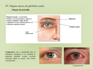 Ochiul | PPT