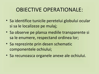 Ochiul | PPT