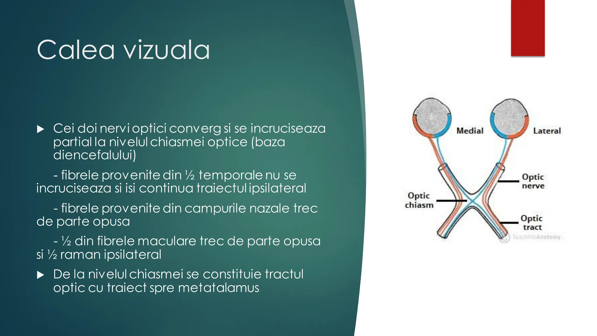 prezentare anatomie anul doi md ochiul.pdf