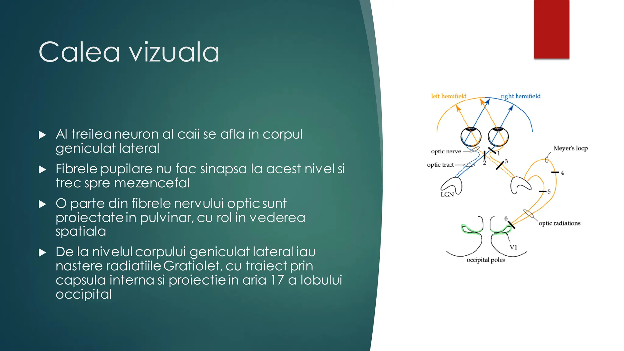 prezentare anatomie anul doi md ochiul.pdf