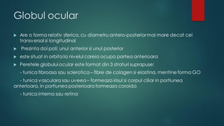 prezentare anatomie anul doi md ochiul.pdf