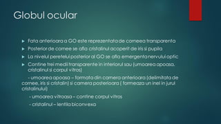 prezentare anatomie anul doi md ochiul.pdf
