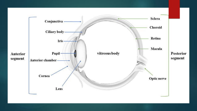 prezentare anatomie anul doi md ochiul.pdf