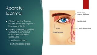 prezentare anatomie anul doi md ochiul.pdf