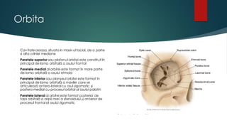 prezentare anatomie anul doi md ochiul.pdf