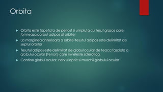 prezentare anatomie anul doi md ochiul.pdf