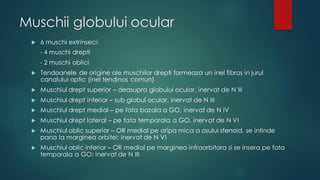 prezentare anatomie anul doi md ochiul.pdf