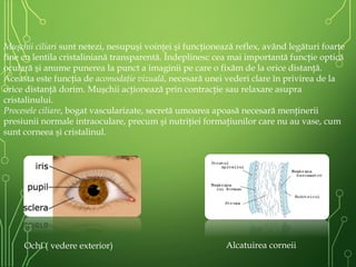 Ochiul | PPT