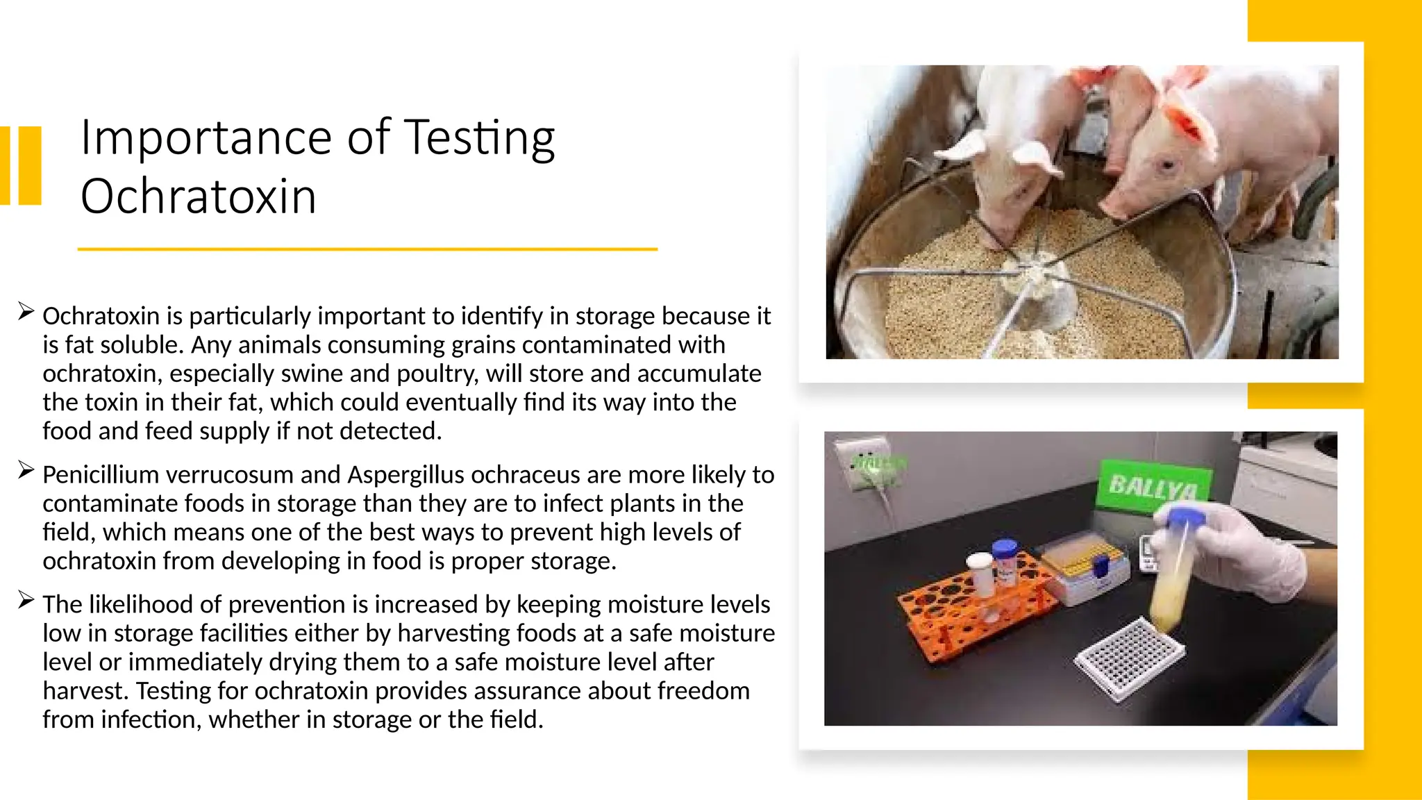 Ochratoxin: a foodborne mycotoxin by Jahnvi | PPTX