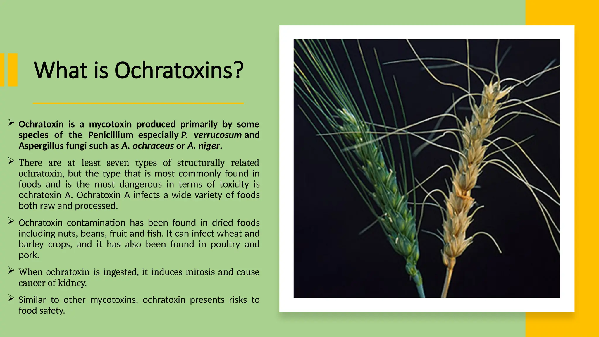 Ochratoxin: a foodborne mycotoxin by Jahnvi | PPTX